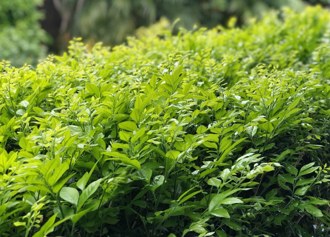 CARDINAL PLACE - Kirsten Sach Landscape Design Ltd.