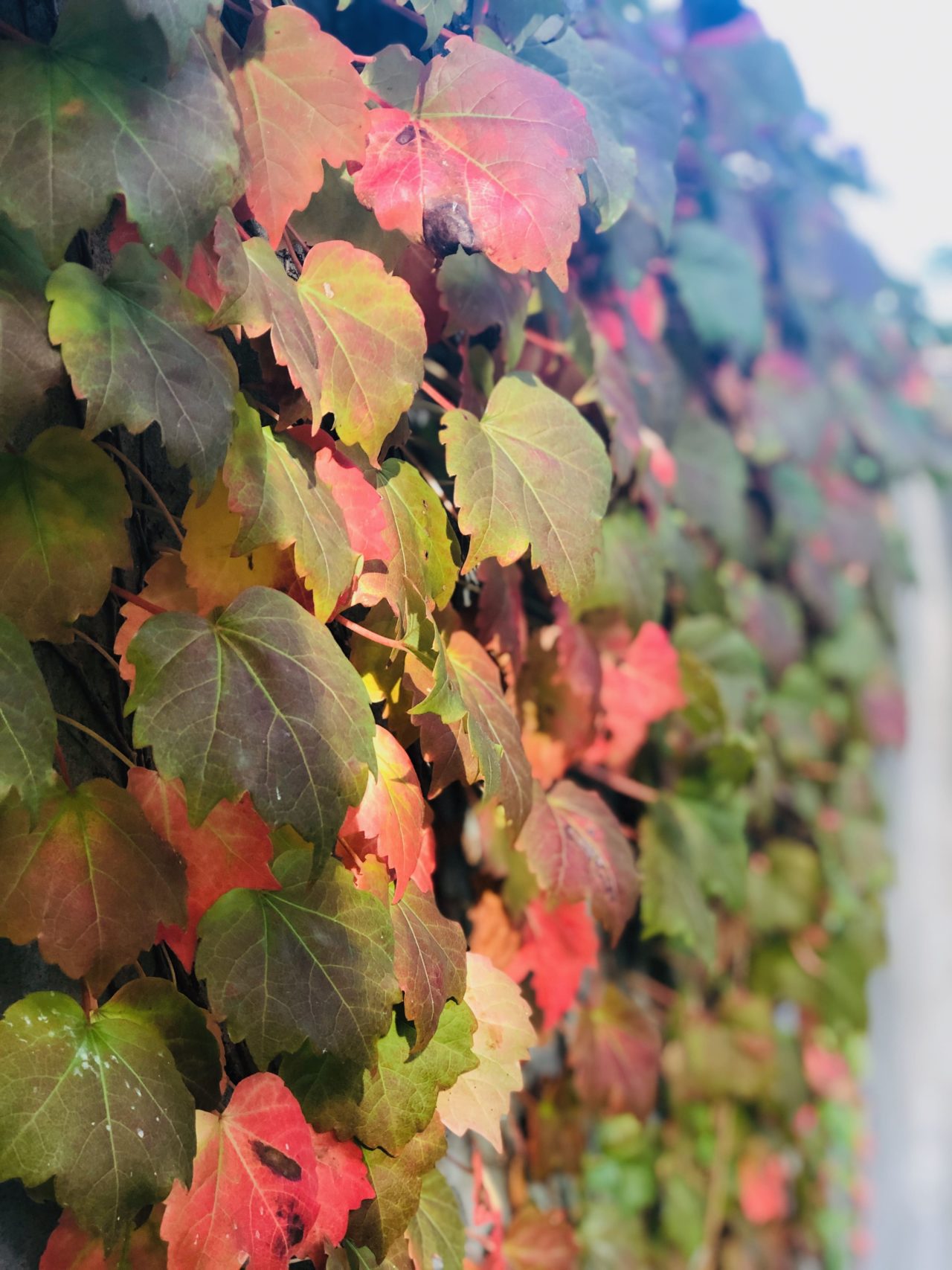 CARDINAL PLACE - Kirsten Sach Landscape Design Ltd.